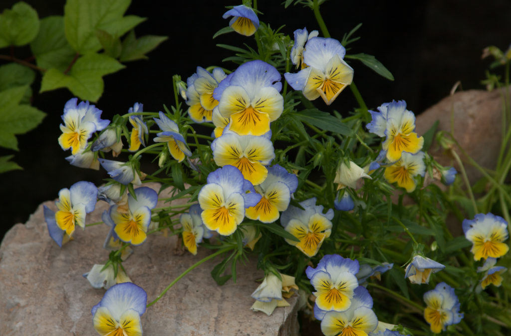 A Bible Study - Mark - Chapter 1